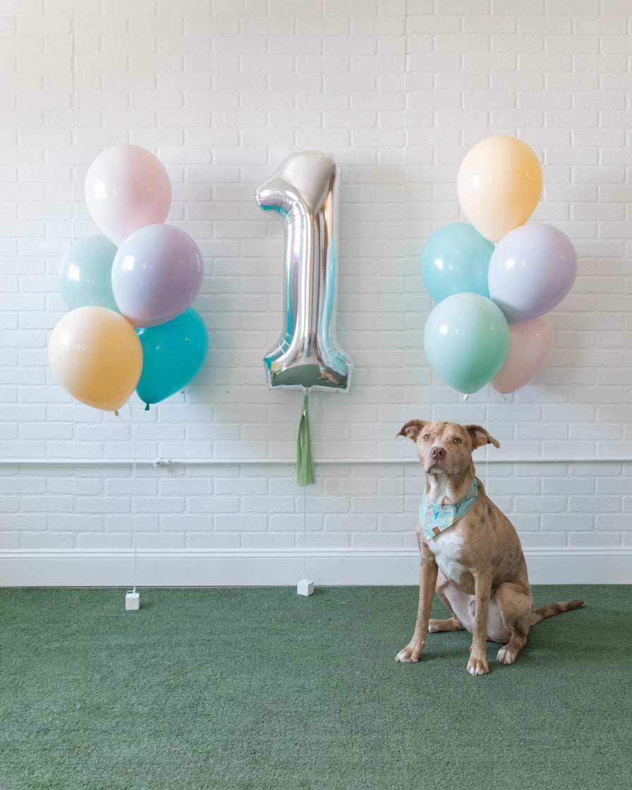 Demure Dog/Couture Cat - The Furever Festive — Paris312