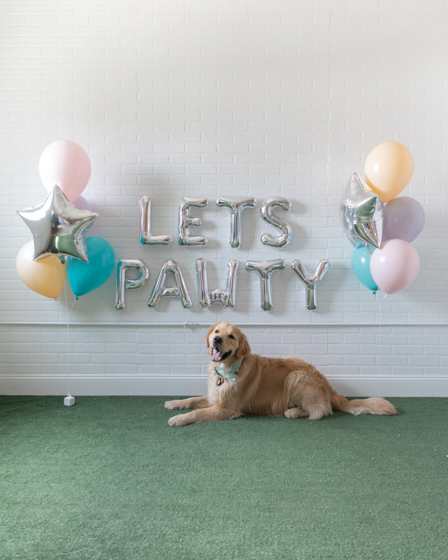 Demure Dog/Couture Cat - The Bone and the Beautiful — Paris312