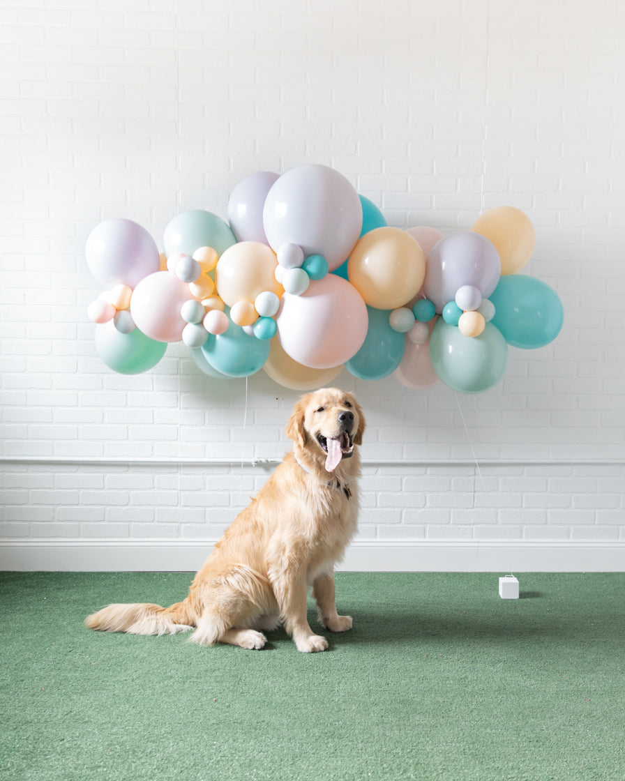 Demure Dog/Couture Cat - Mini Floating Arch - 4ft — Paris312