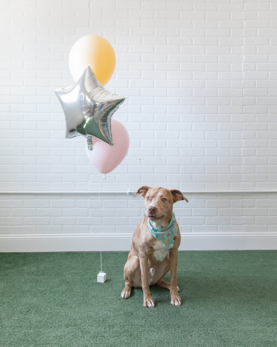 Demure Dog/Couture Cat - Foil and 11in Balloons - bouquet of 3 — Paris312